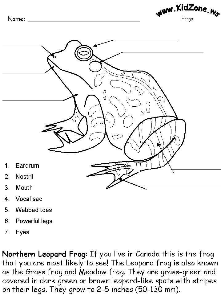 Frog Activity Sheet Labeling A Northern Leopard Frog Beginner Frog Activity Sheet Labeling A Northern Leopard Frog Beginner