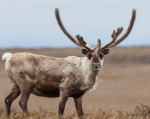 Caribou Facts