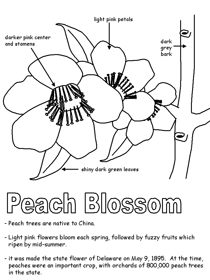 Peach Blossom with labels