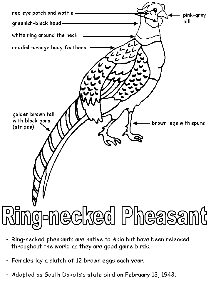 Ring-necked Pheasant with labels