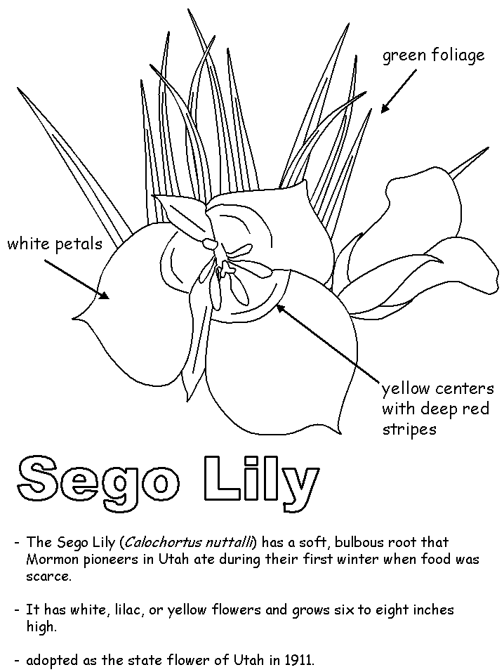 Sego Lily with labels