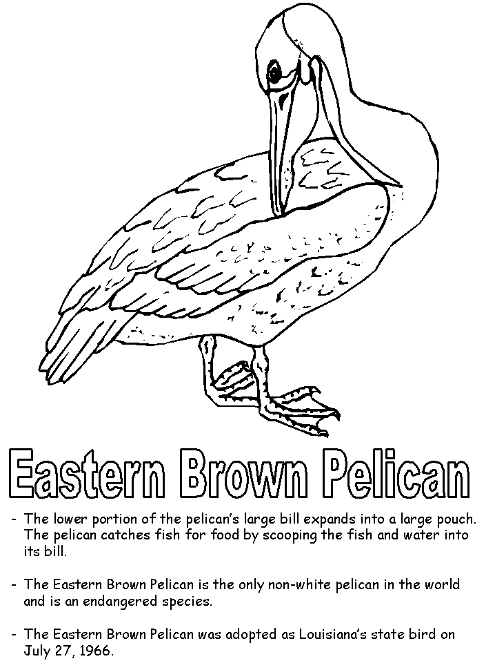 Louisiana State Bird Coloring Page Louisiana State Bird Coloring Page