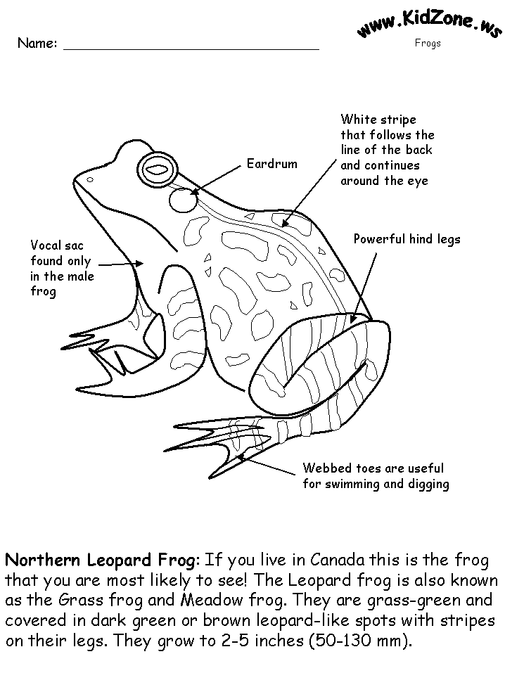 Frog Activity Sheet Labeling A Northern Leopard Frog Easy Frog Activity Sheet Labeling A Northern Leopard Frog Easy